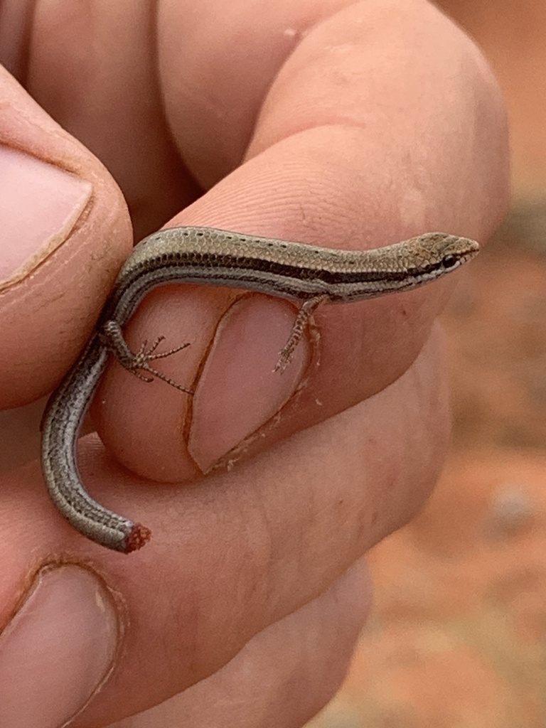 Common Dwarf Skink from Stuarts Creek, SA, AU on April 5, 2023 at 09:47 ...