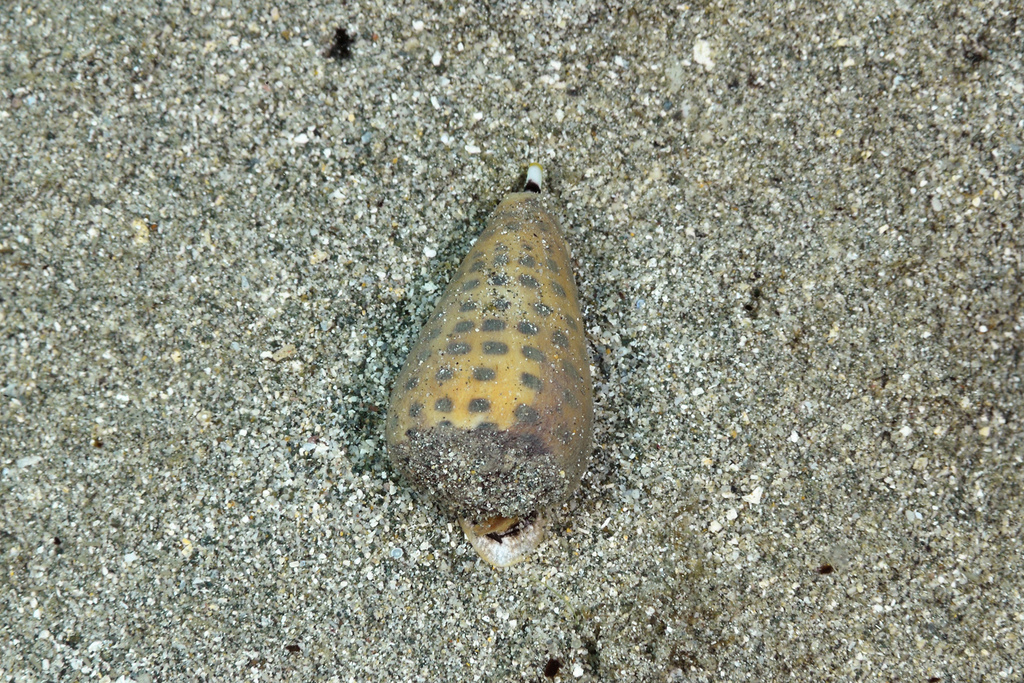 Ivory Cone from Papua New Guinea on March 11, 2023 at 11:39 AM by ...