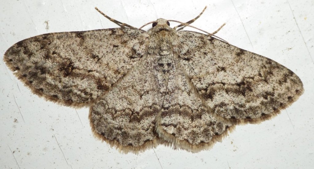 Small Engrailed from Schuyler County, NY, USA on October 9, 2018 at 09: ...
