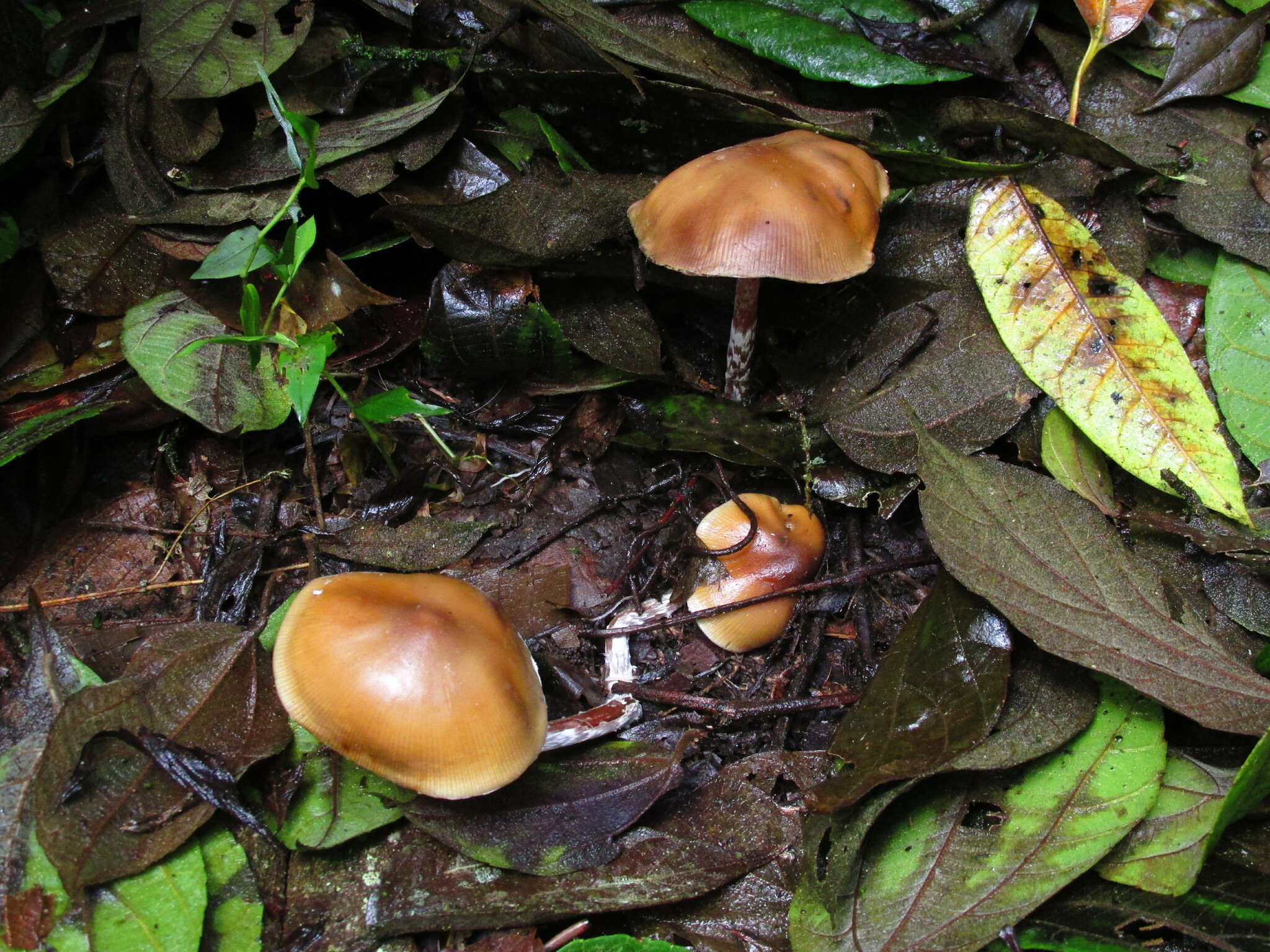 Psilocybe caerulescens Murrill