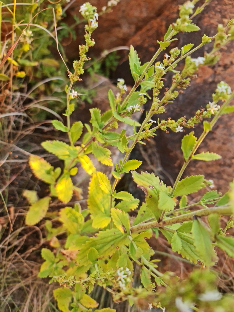 Manulea paniculata from Carletonville, 2499, South Africa on April 4 ...