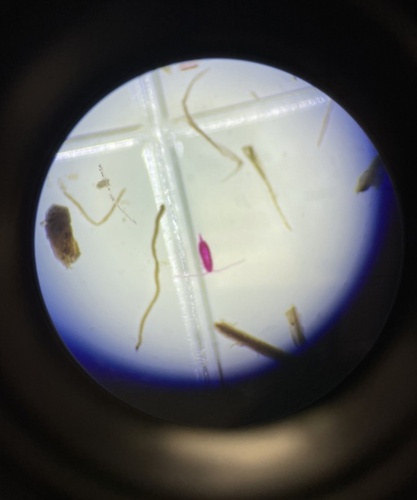 Labidocera aestiva · iNaturalist