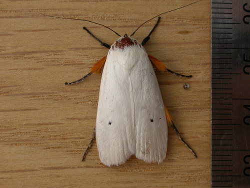 Genus Maroga · iNaturalist