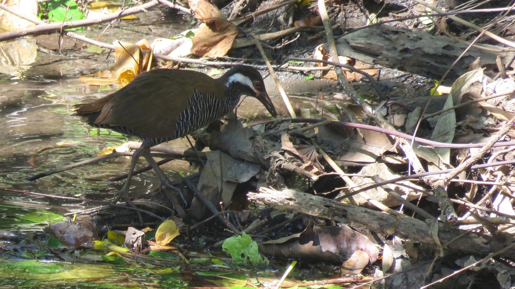 Barred Rail (Sulawesi) from Bitung Utara, H557+P9V, Batuputih Atas, Kec ...