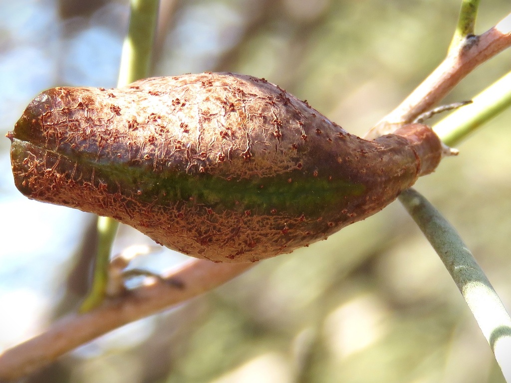 silver needlewood from Panitya SA 5641, Australia on March 03, 2023 at ...