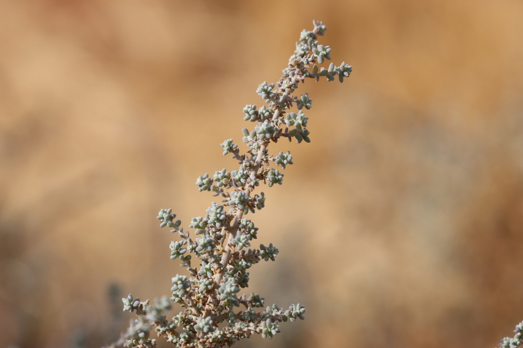 Black Bluebush from Packsaddle NSW 2880, Australia on March 31, 2023 at ...
