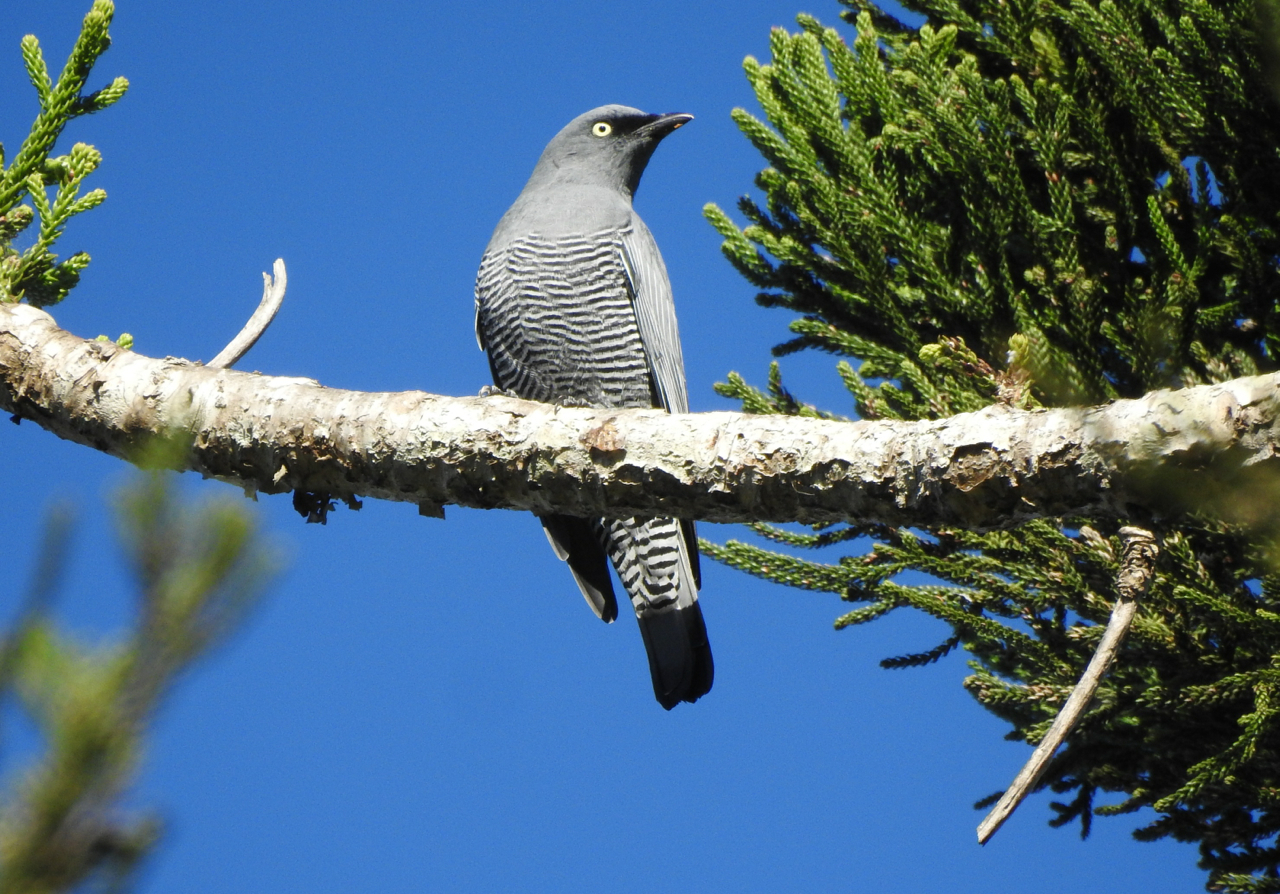 Coracina lineata (Swainson, 1825)