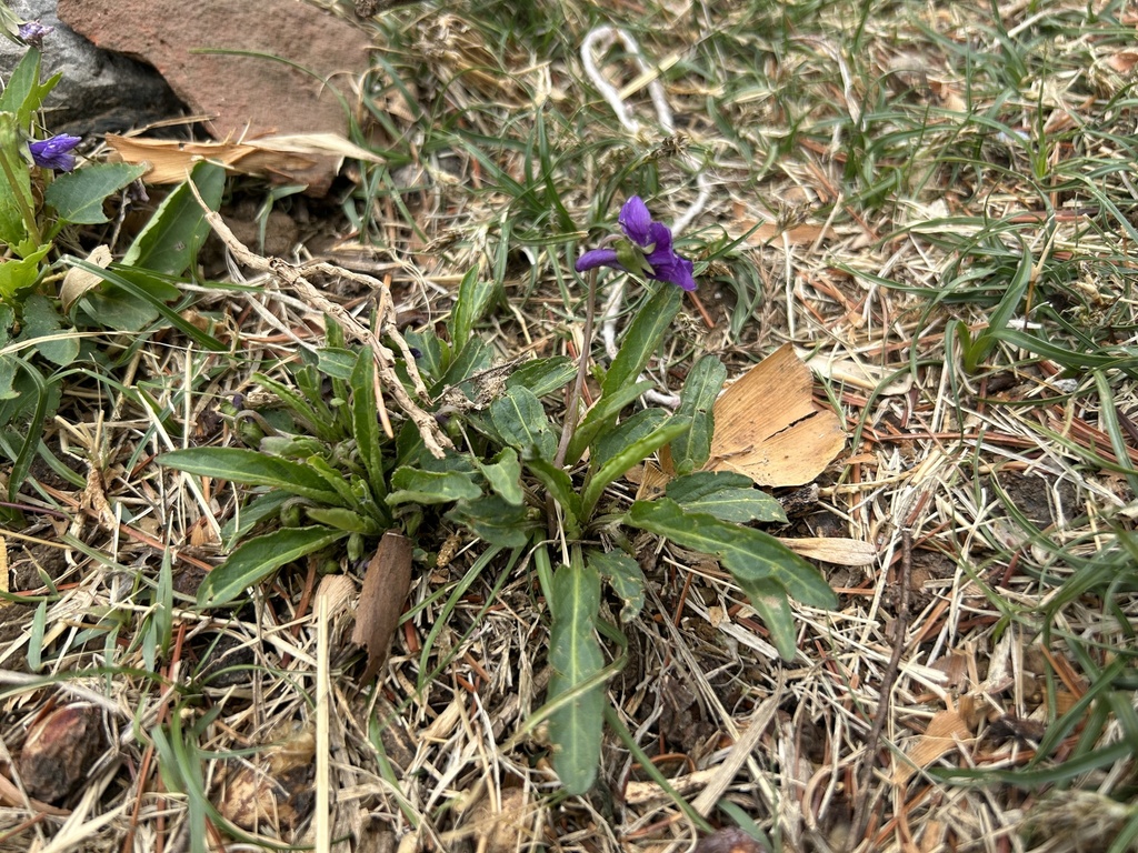tokyo violet from 北京植物园, 北京市, CN on April 5, 2023 at 10:48 AM by 茶棚 ...