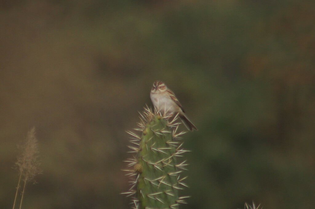 Clay-colored Sparrow from Zapopan, Jal., México on April 04, 2023 at 08 ...