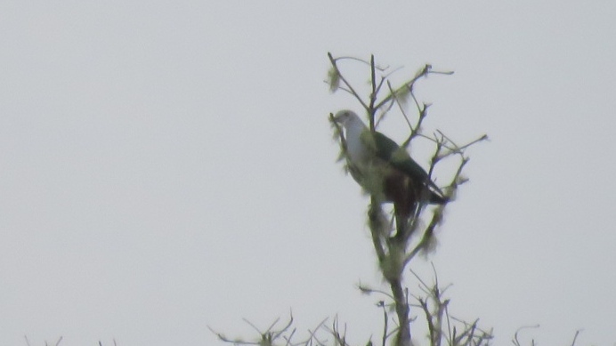 Grey-headed Imperial Pigeon (Ducula radiata) - Avian Discovery