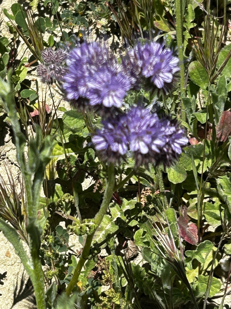Lacy phacelia from Panoche Rd, Paicines, CA, US on April 4, 2023 at 01: ...