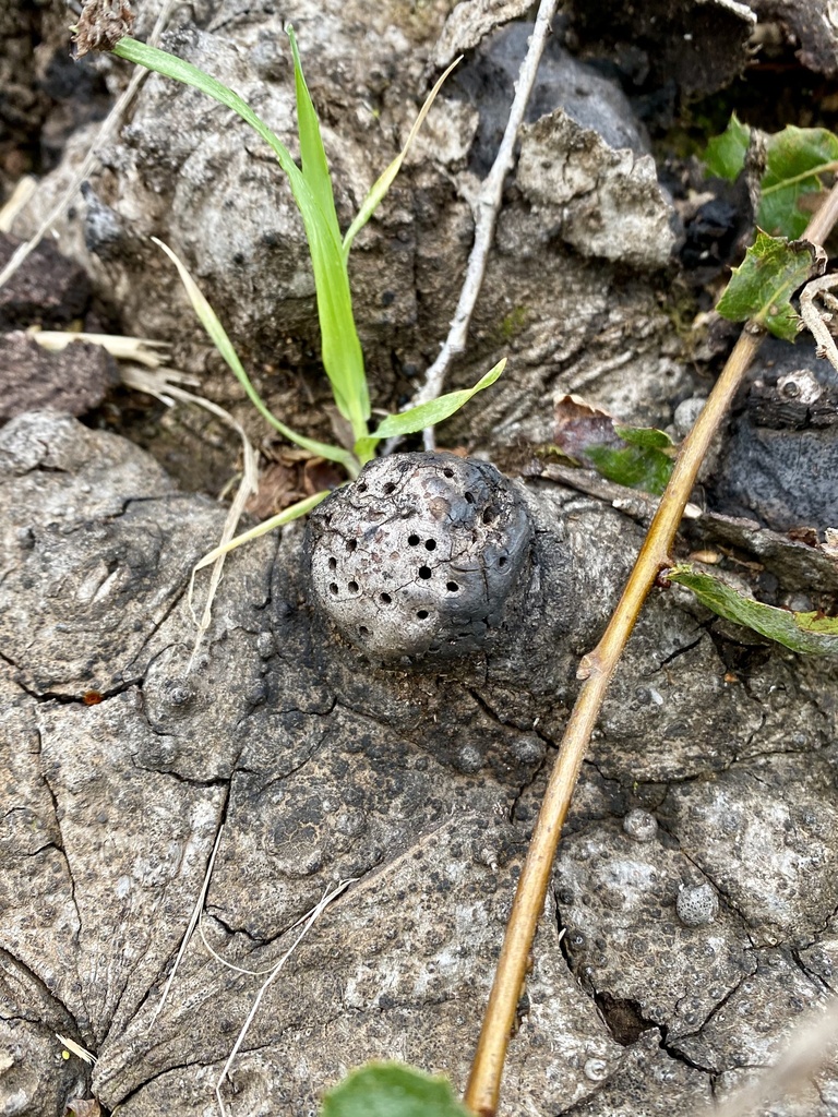 Holocynips humicola from Lake Oroville State Recreation Area, Oroville ...