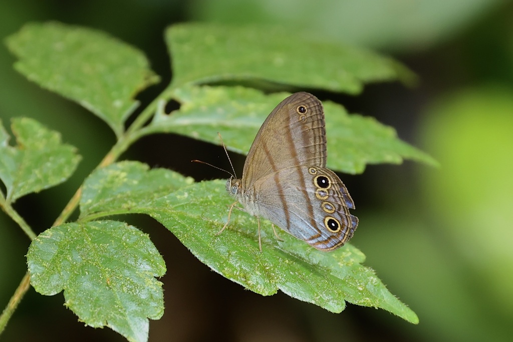 Blue-topped Satyr from Orito, Orito, Putumayo, CO on March 24, 2023 at ...