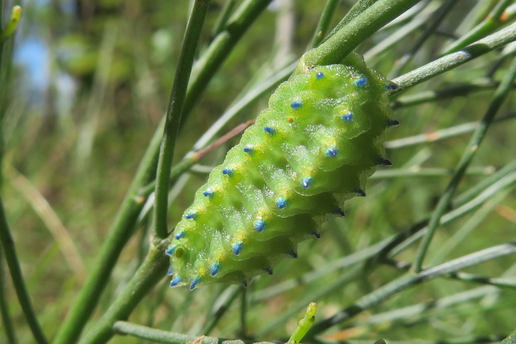 Blue Warts Caterpillar from Stockyard Creek NSW 2460, Australia on ...