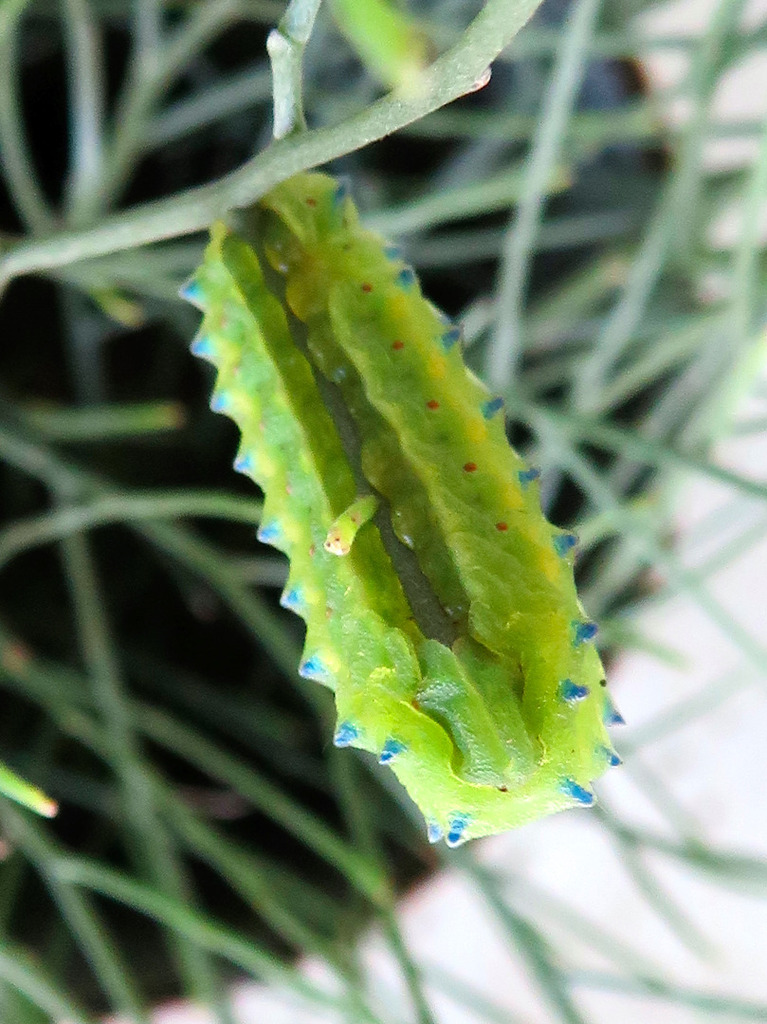 Blue Warts Caterpillar from Stockyard Creek NSW 2460, Australia on ...