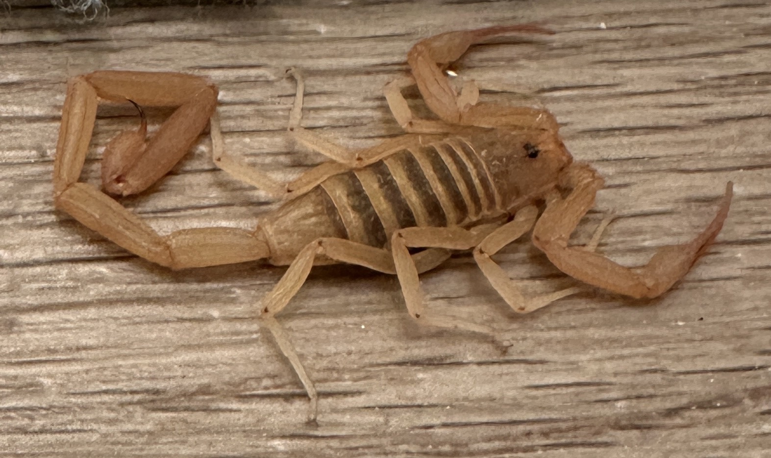 Centruroides sculpturatus Ewing, 1928