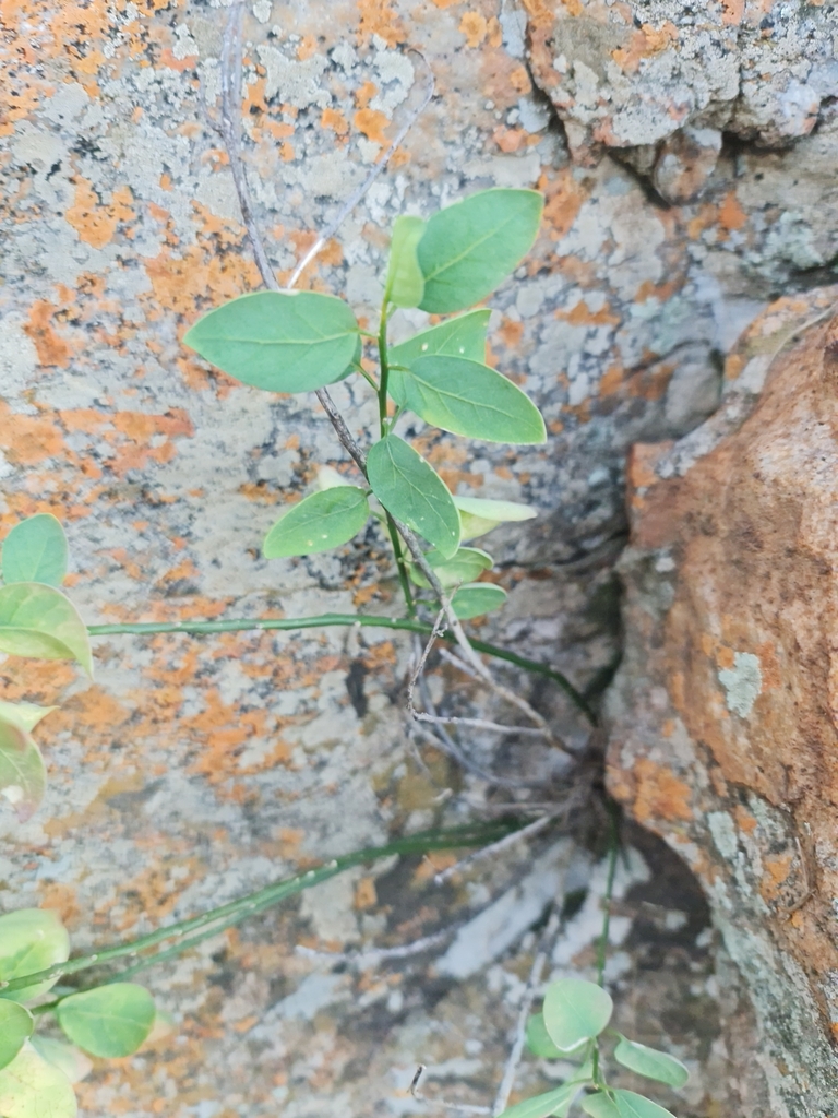 Common Lightning Bush from Carletonville, 2499, South Africa on April 4 ...
