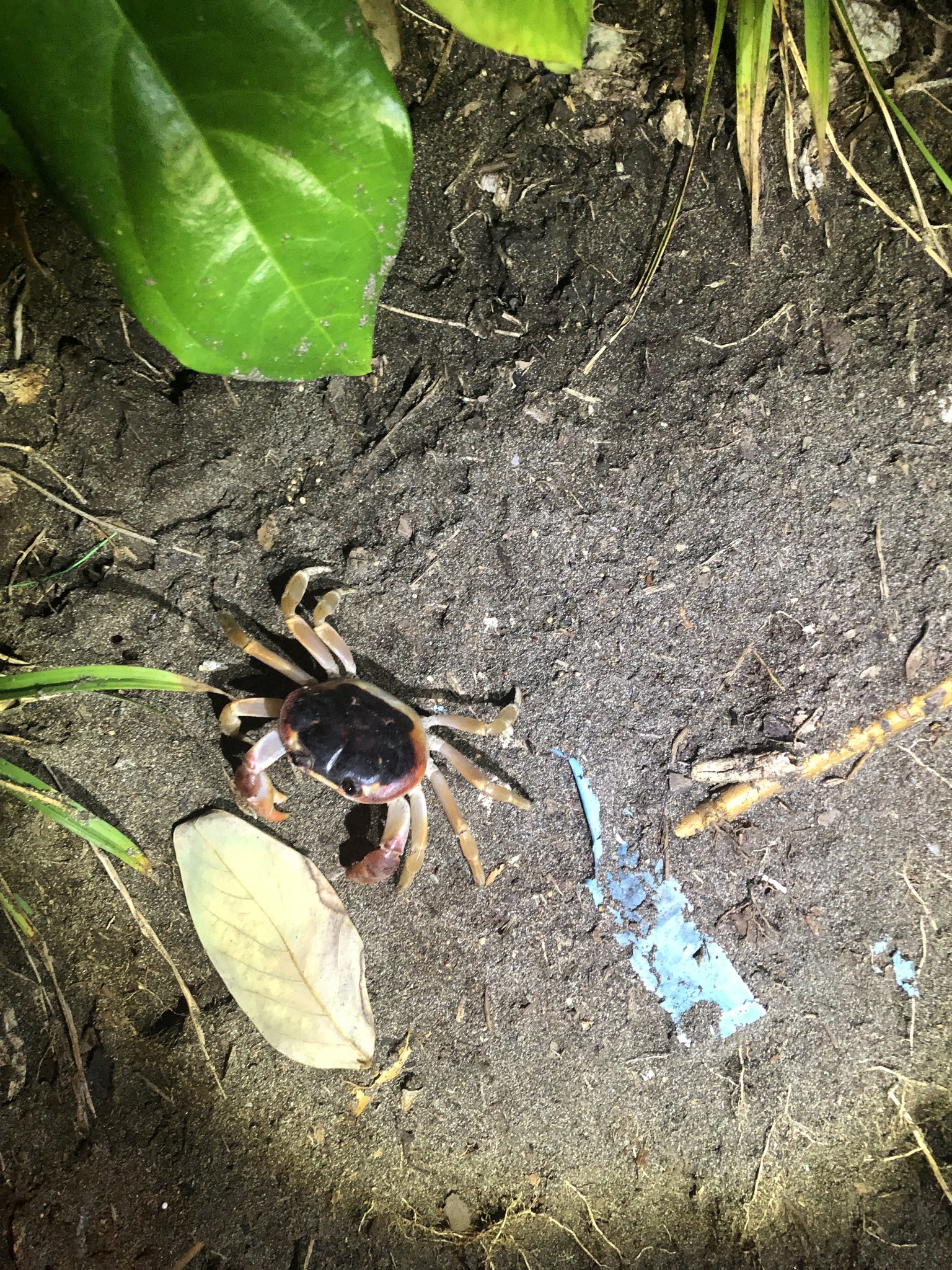 Gecarcinus lateralis Guérin, 1832