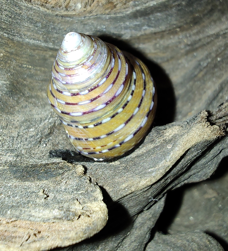 Three-colored Top Shell from Santa Cruz, CA, USA on April 4, 2023 at 08 ...