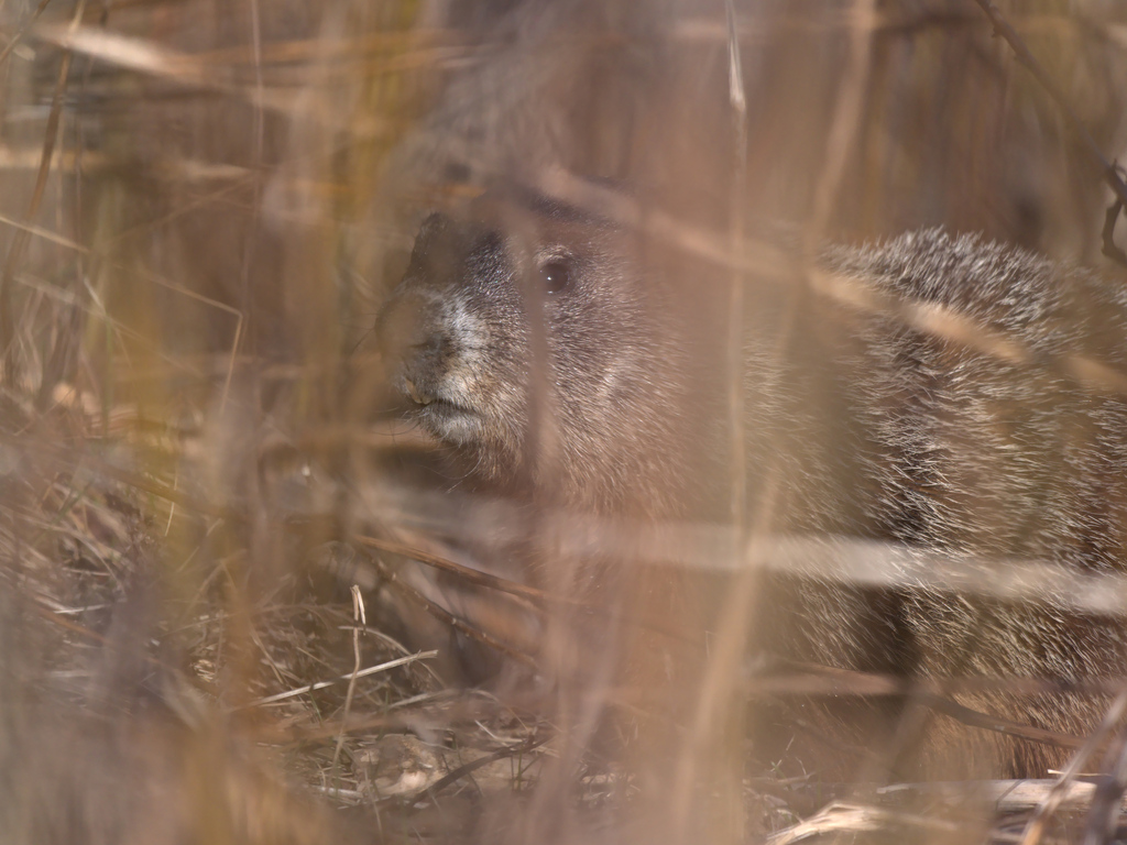 Groundhog from South Riverdale, Toronto, ON, Canada on March 26, 2023 ...