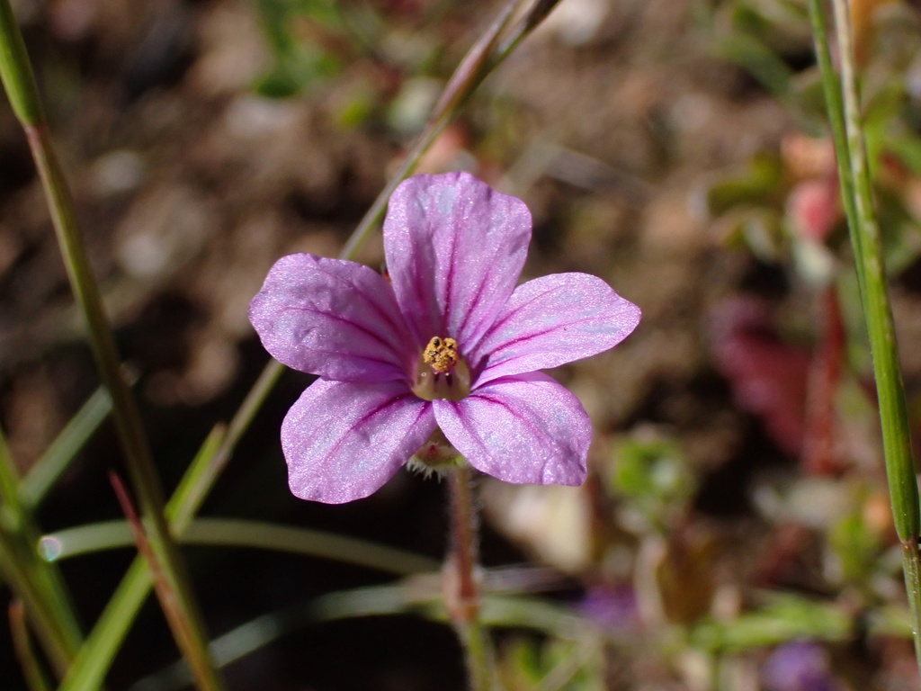 Mediterranean Stork's-bill from Mt. Burdell Open Space Preserve, Novato ...