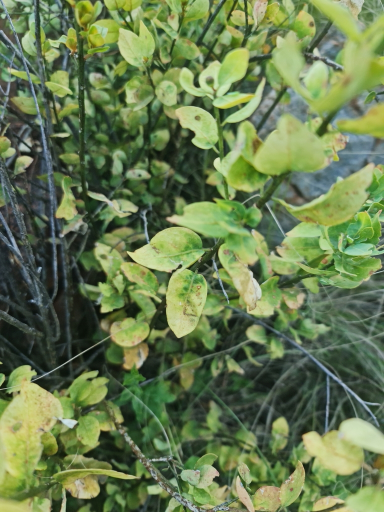 Common Lightning Bush from Carletonville, 2499, South Africa on April 4 ...