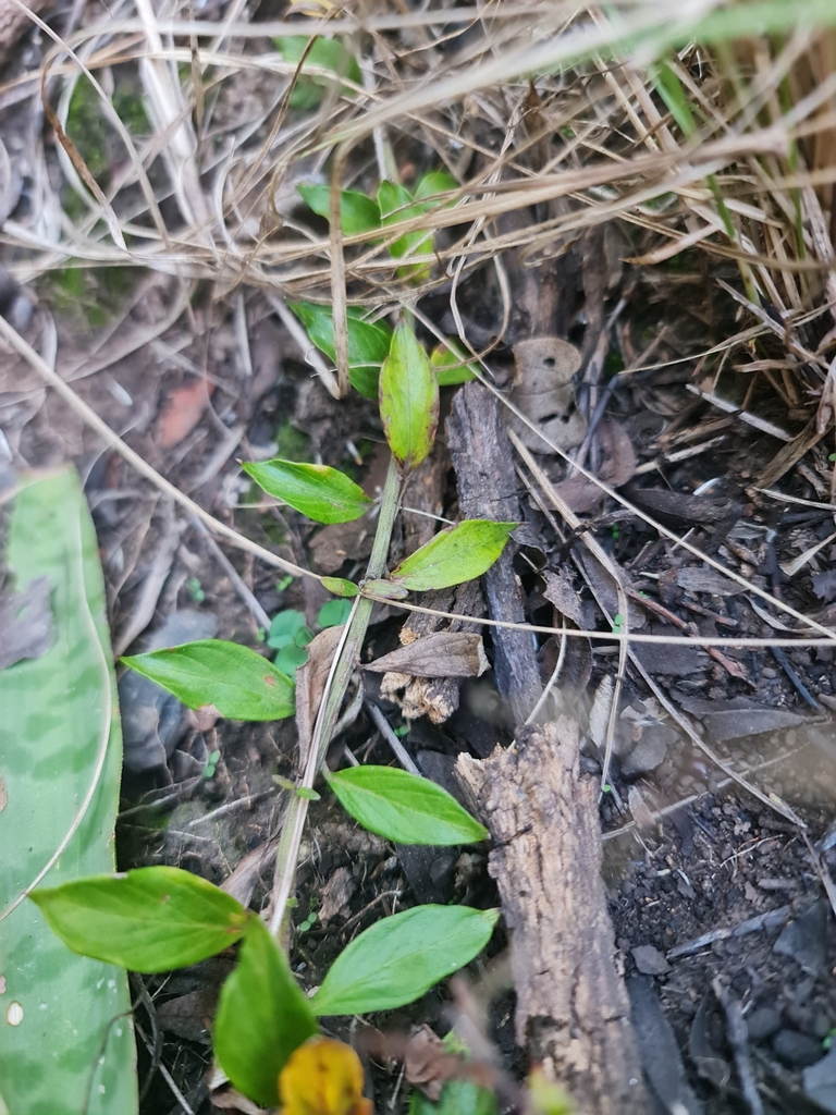 Bushman Tea from Carletonville, 2499, South Africa on April 4, 2023 at ...