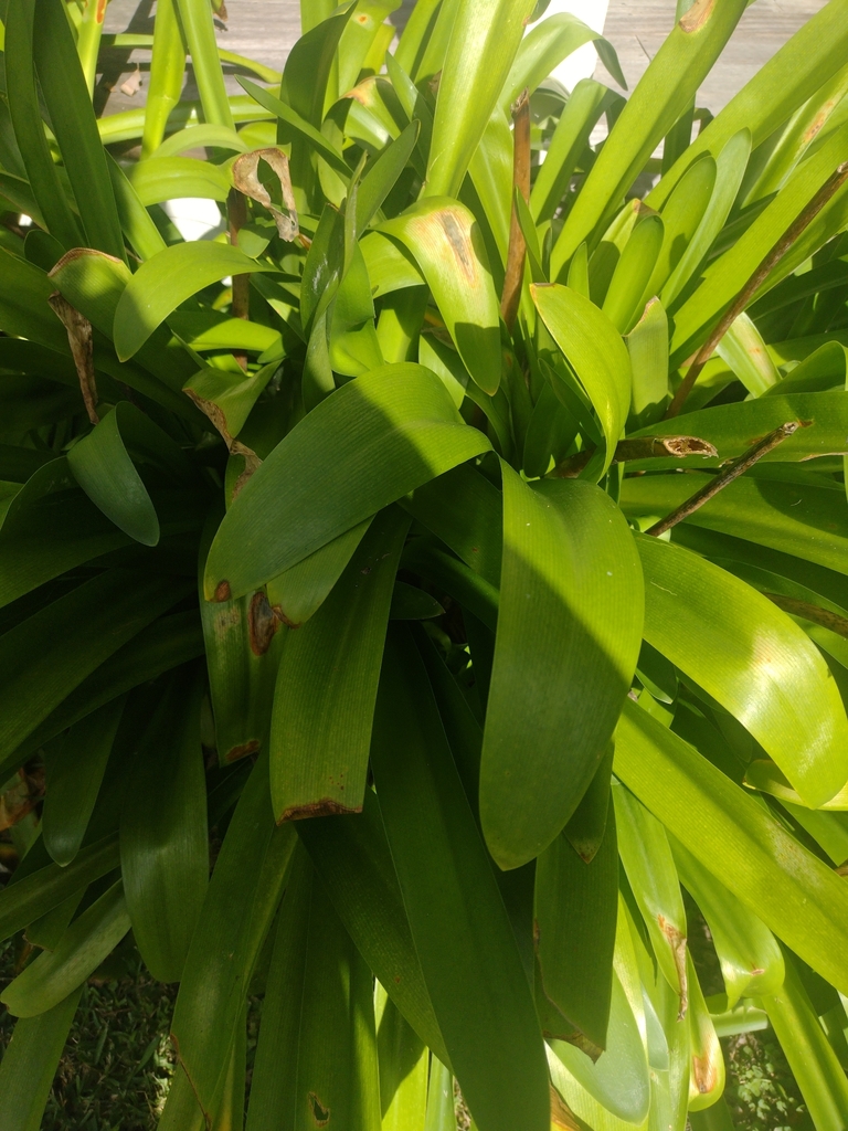 blue lily from Holgate on April 5, 2023 at 01:39 PM by chrisprocter ...