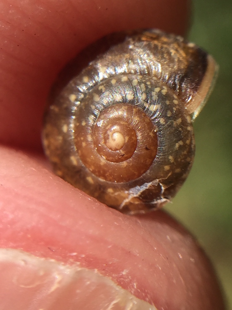 Girdled Snail from Auckland, New Zealand on April 05, 2023 at 12:29 PM ...