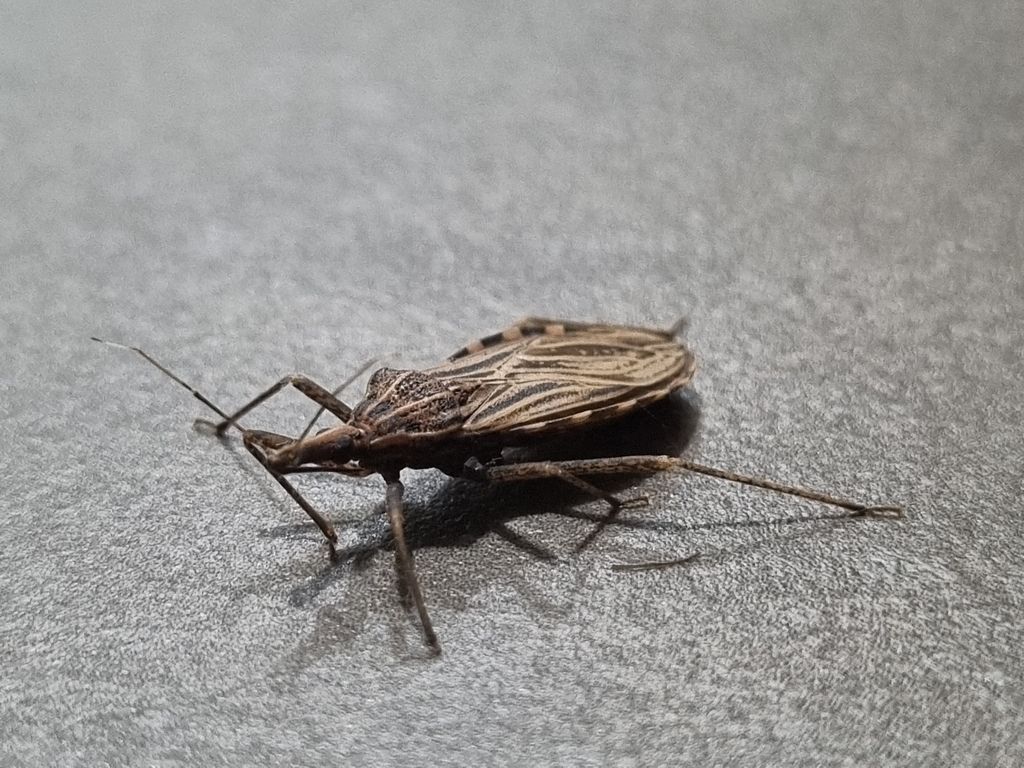 Rhodnius from Bucaramanga, Santander, Colombia on April 4, 2023 at 10: ...