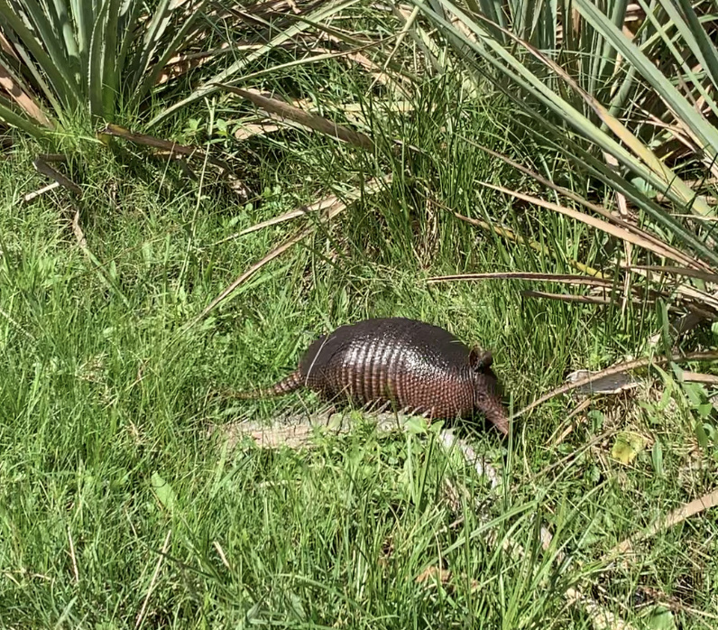 Dasypus septemcinctus Linnaeus, 1758