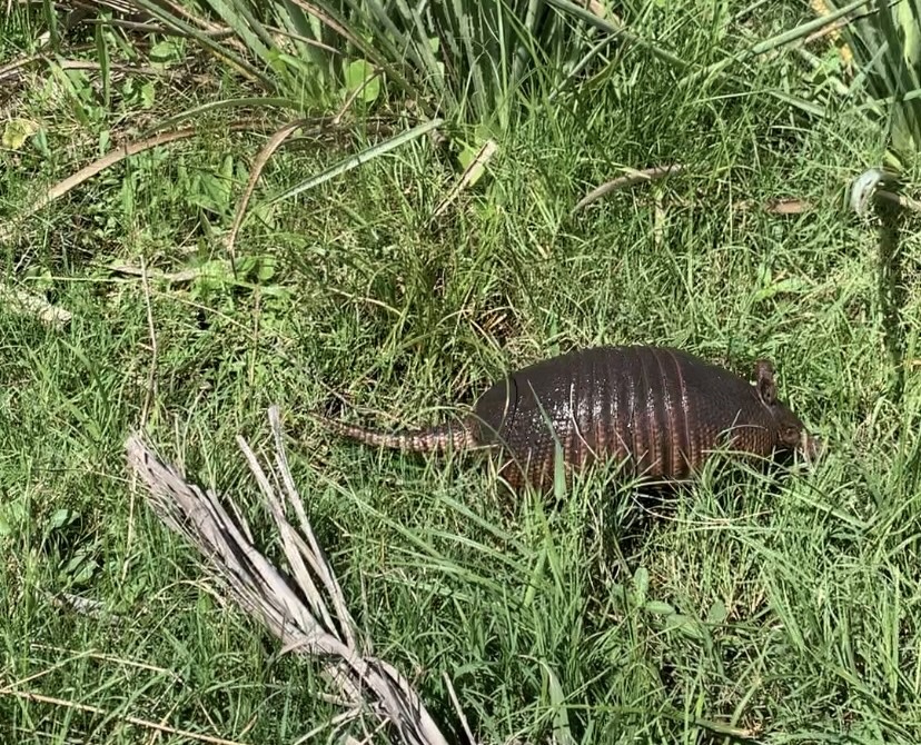 Dasypus septemcinctus Linnaeus, 1758