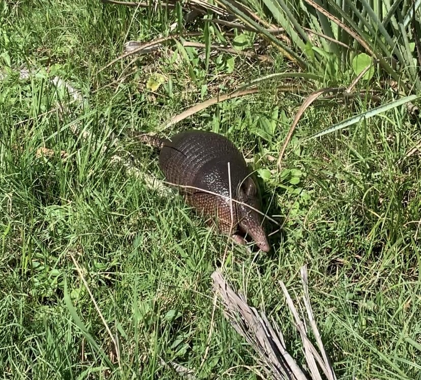 Dasypus septemcinctus Linnaeus, 1758