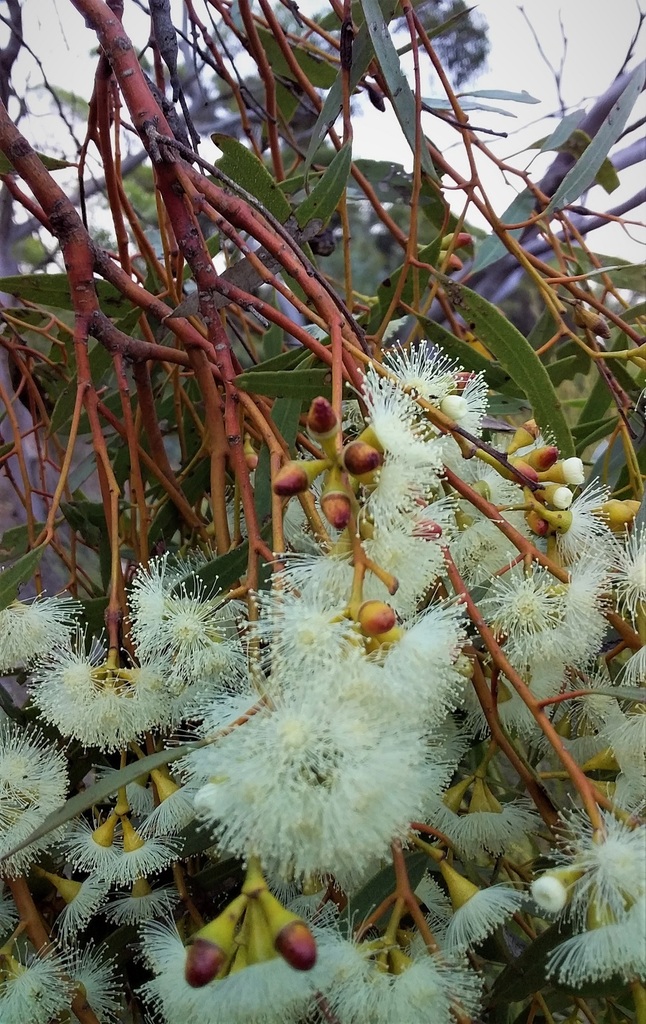 Slender-leaf Mallee from Yaninee SA 5653, Australia on March 03, 2023 ...