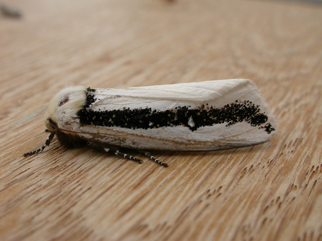 Boisduval's Autumn Moth (Insects and Spiders of Panboola) · iNaturalist