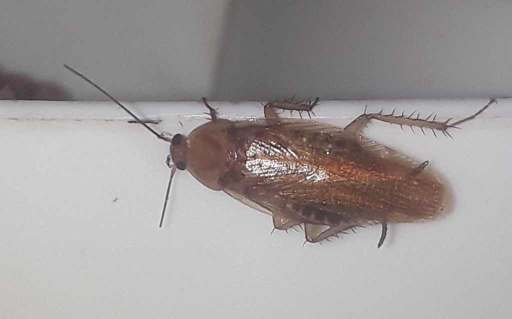Wood Cockroaches from Kausani, District Almora, Uttarakhand 263639 ...