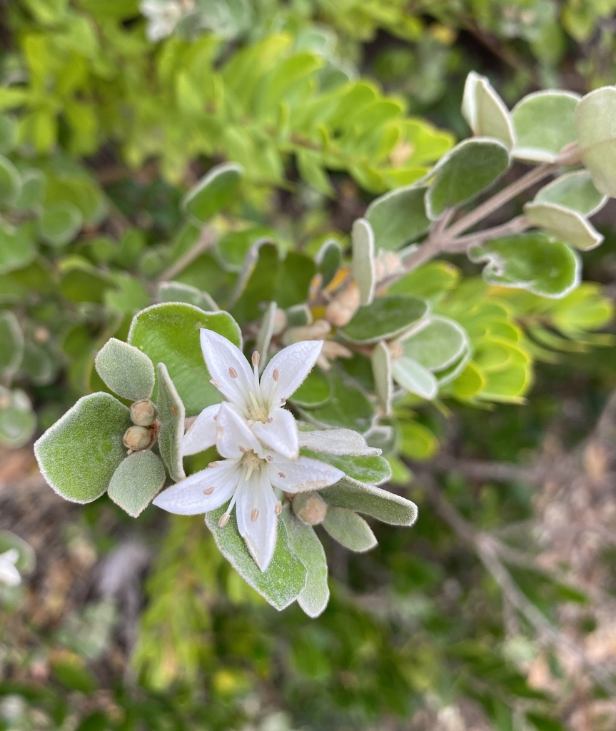 Correa alba alba from Mornington Peninsula National Park, Cape Schanck ...