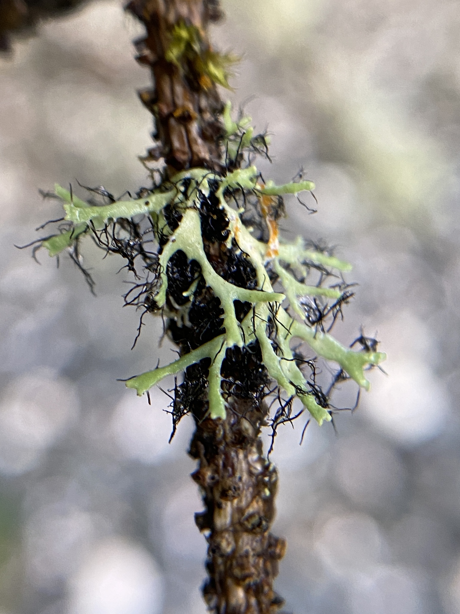 Leucodermia leucomelos (L.) Kalb