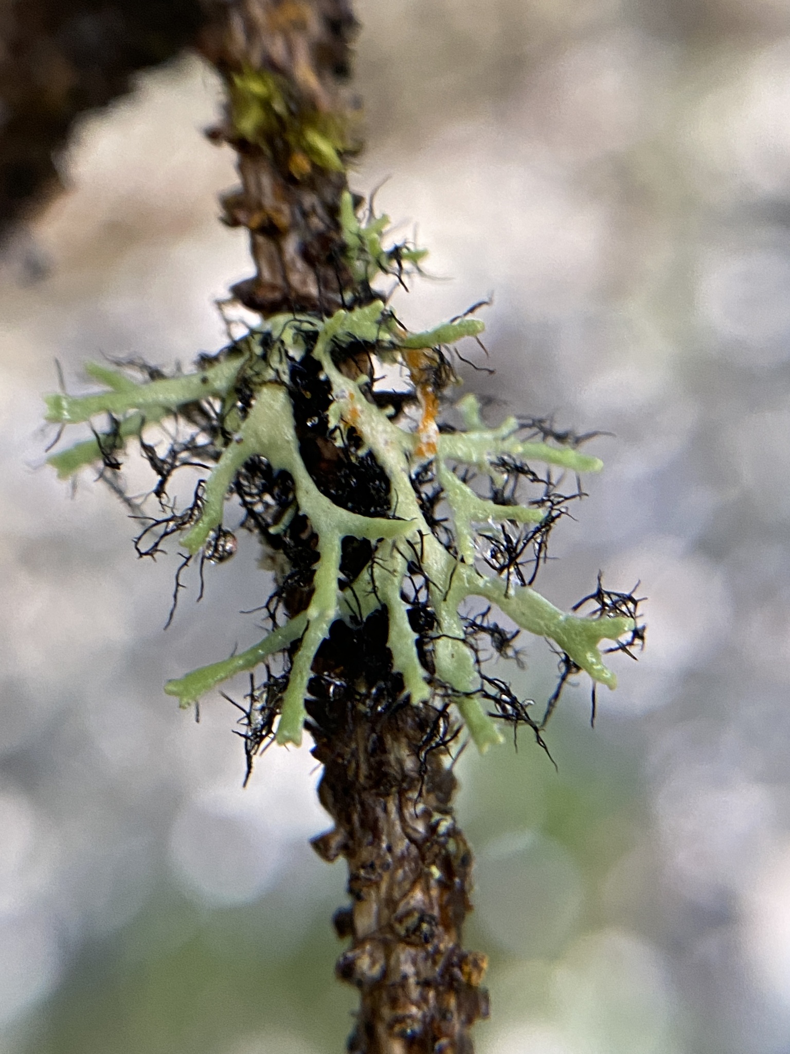 Leucodermia leucomelos (L.) Kalb