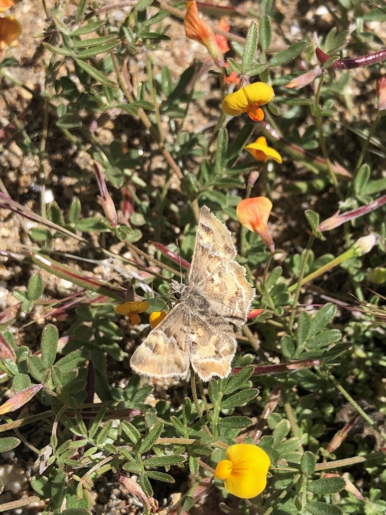 Arizona Powdered-Skipper from Anza-Borrego Desert State Park, Ranchita ...