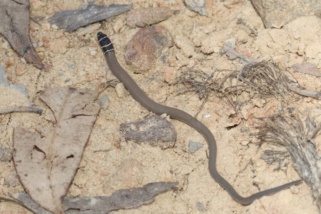 Collared Delma in April 2023 by Braden Mcdonald · iNaturalist