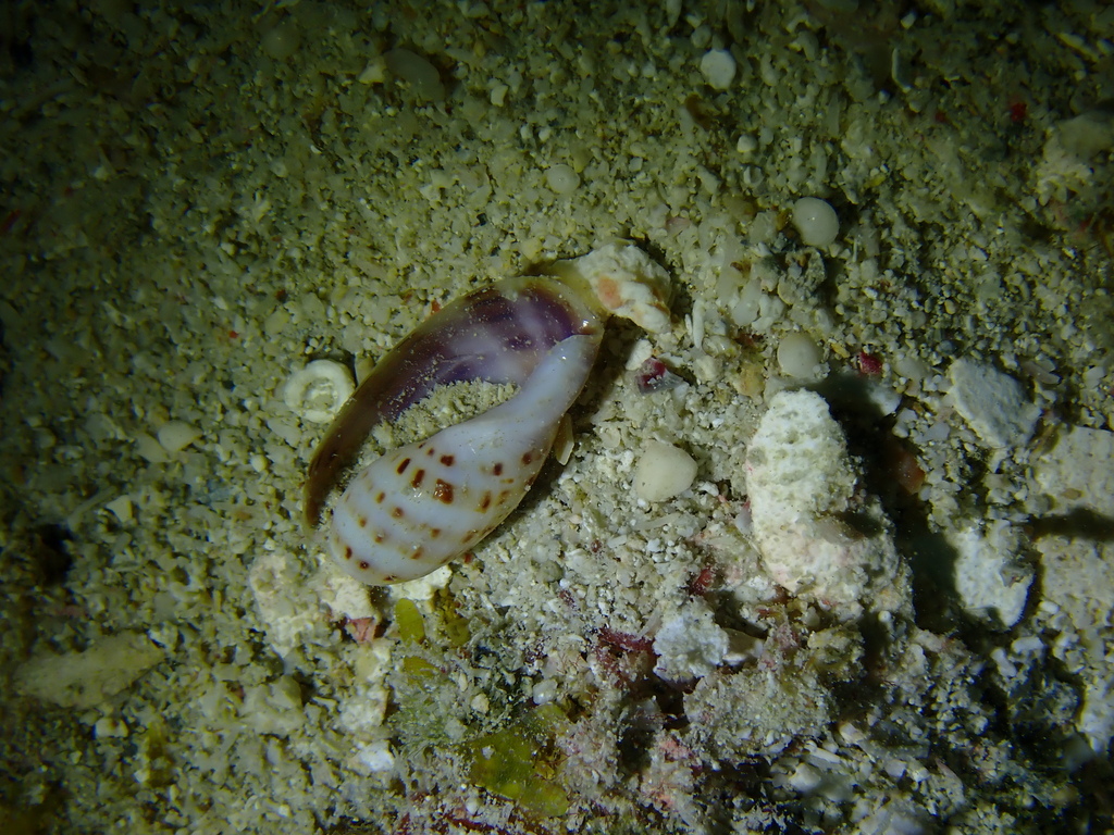 small-toothed cowrie from Western Division, Fiji on March 24, 2023 at ...