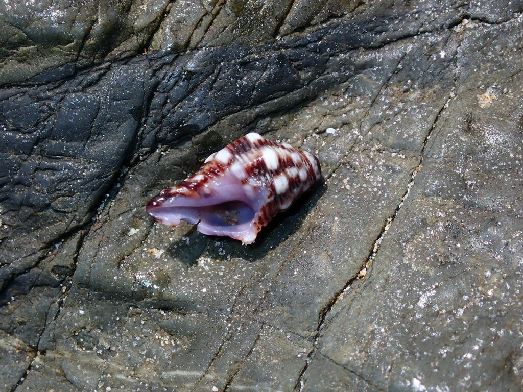 Morula striata from Woolgoolga NSW 2456, Australia on April 05, 2023 at ...