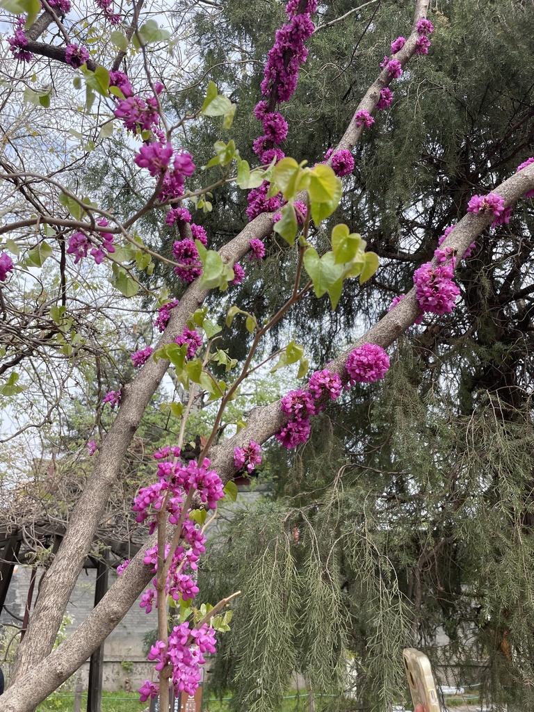 Chinese redbud from 广义里, 北京市, CN on April 5, 2023 at 02:31 PM by wsnape ...