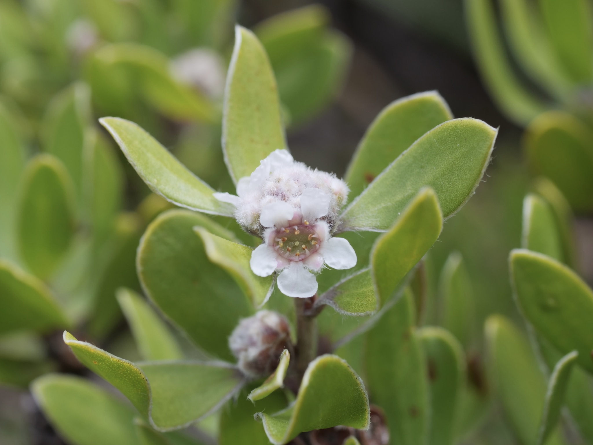 Taxandria marginata (Labill.) J.R.Wheeler & N.G.Marchant