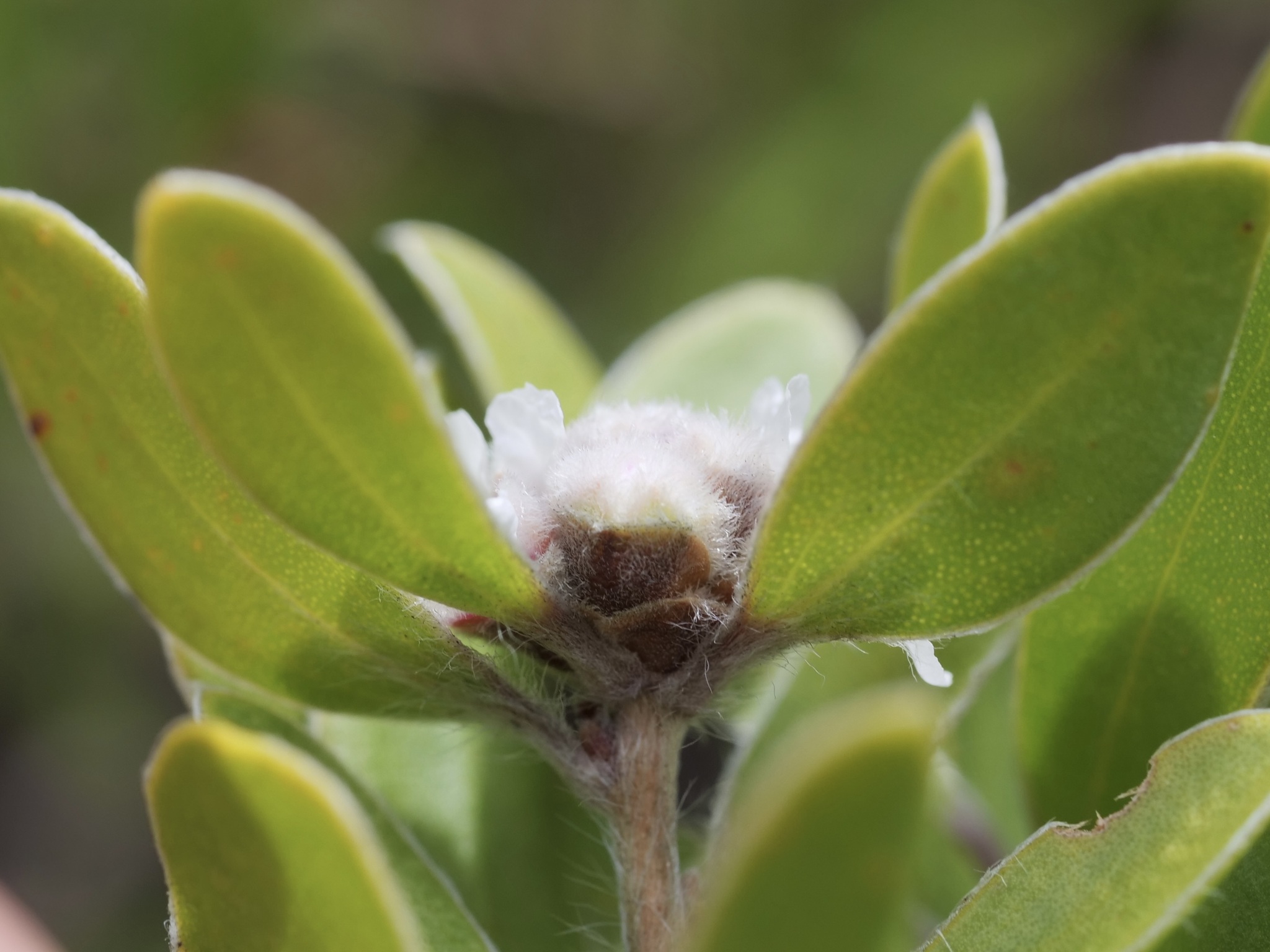 Taxandria marginata (Labill.) J.R.Wheeler & N.G.Marchant