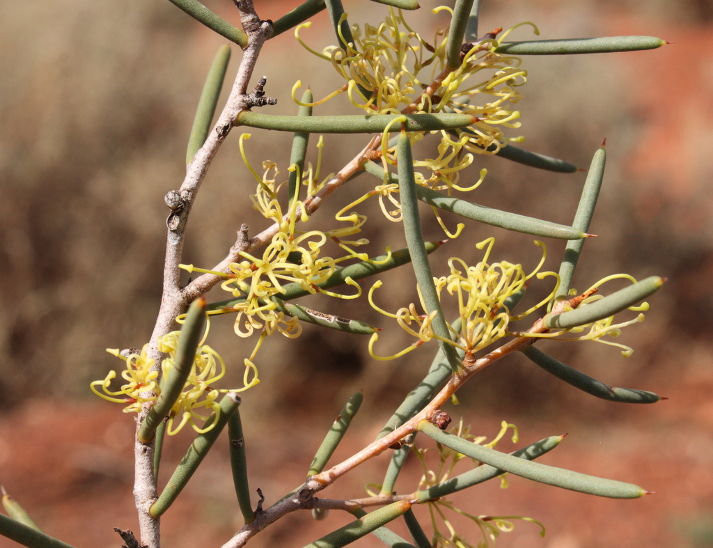 needle tree from Paynesville WA 6638, Australia on September 15, 2020 ...