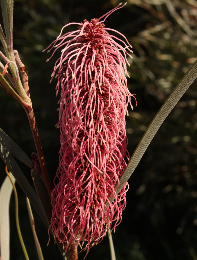 Emu Tree from Dalwallinu WA 6609, Australia on September 24, 2020 at 09 ...