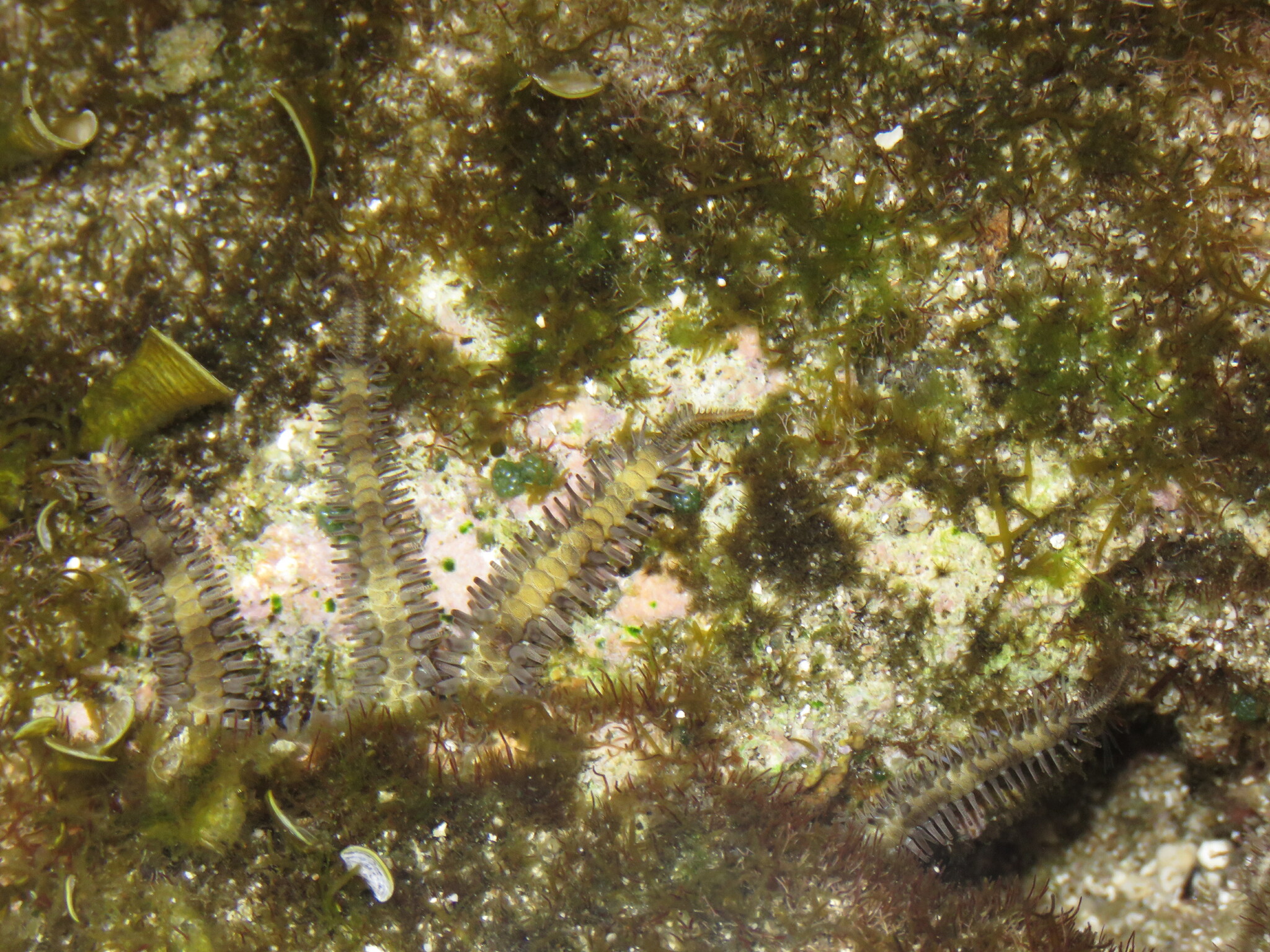 Ophiocoma scolopendrina (Lamarck, 1816)