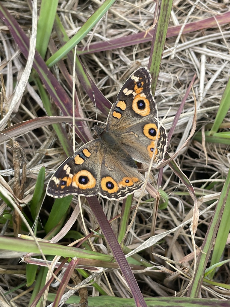 Meadow Argus from Doug Denyer Reserve, Mordialloc, VIC, AU on April 05 ...